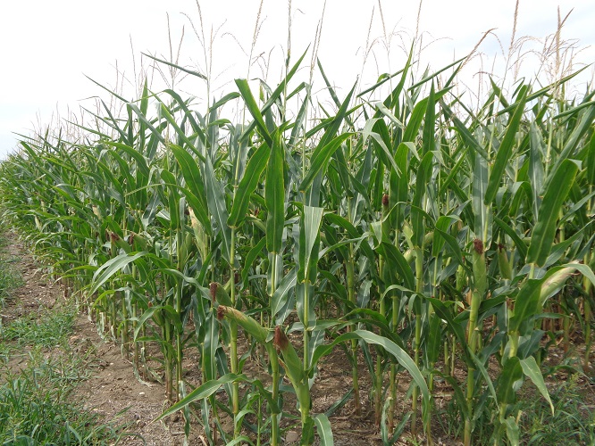 La ferme du grand pré: Semis de maïs sous couvert ..suite 2