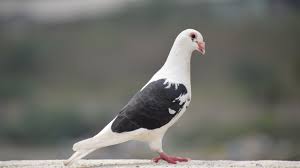facts about Pigeon ~ India Biography