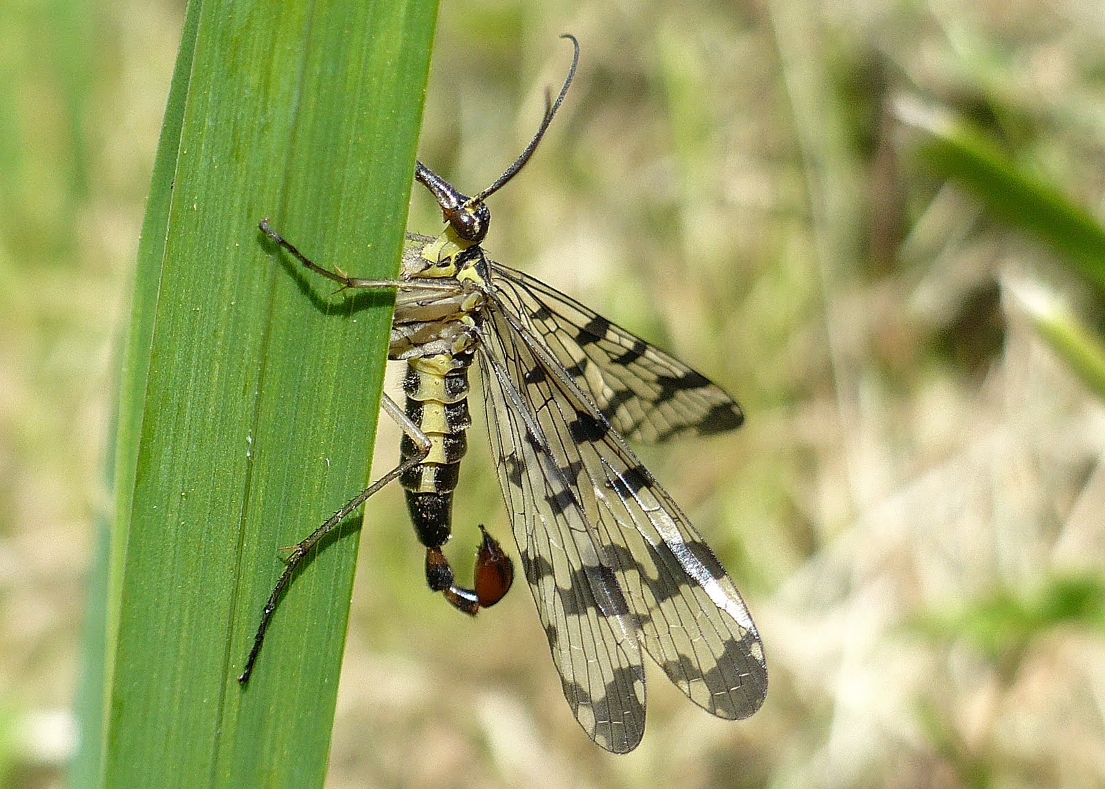 Quelques images de la nature: Mouche-scorpion