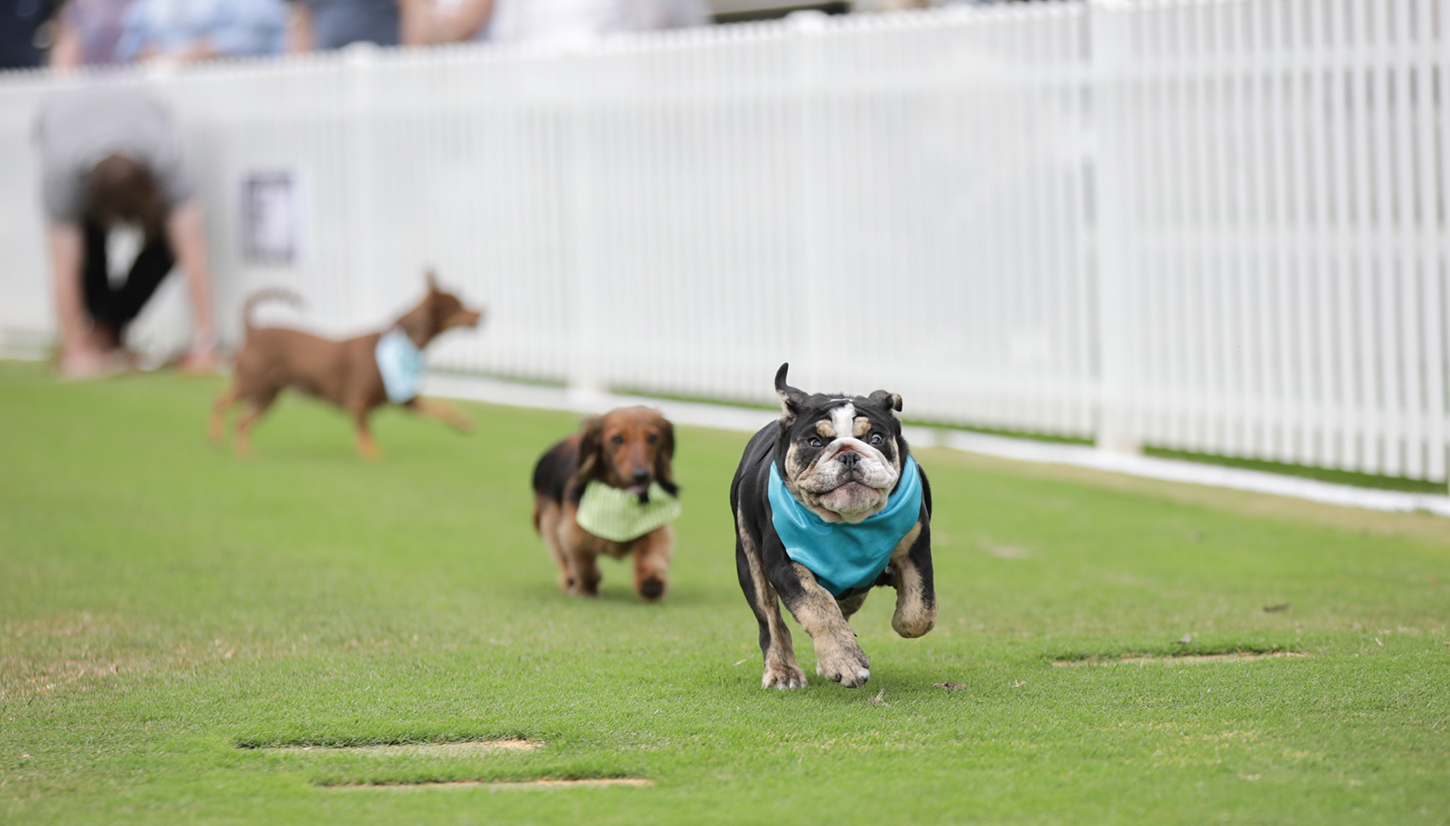 2020 Canine Cup Screening Adelaide - March 9 | Australian Dog Lover