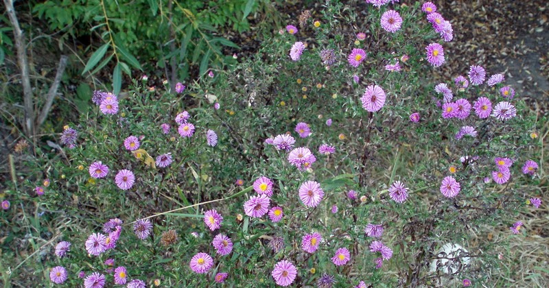 Blogul Simonei: Culori de septembrie