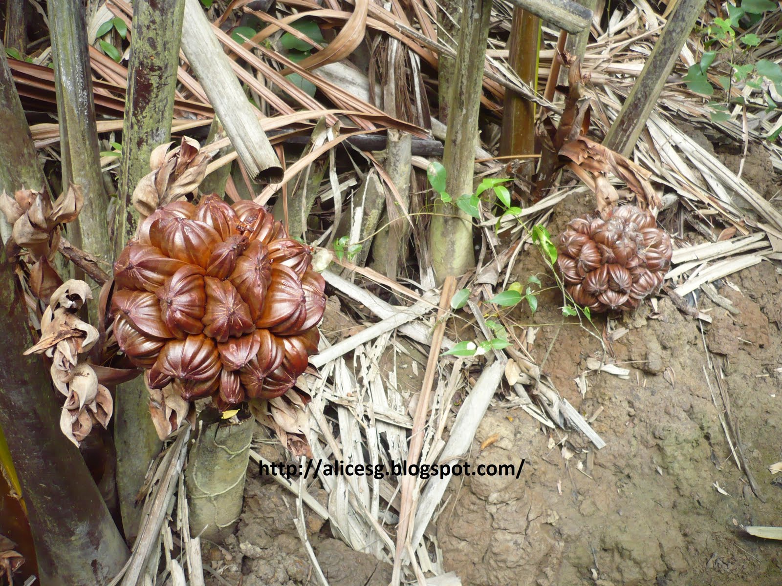 Alicesg-Singaporemyhome: Pulau Ubin - Mangroves and attap chee