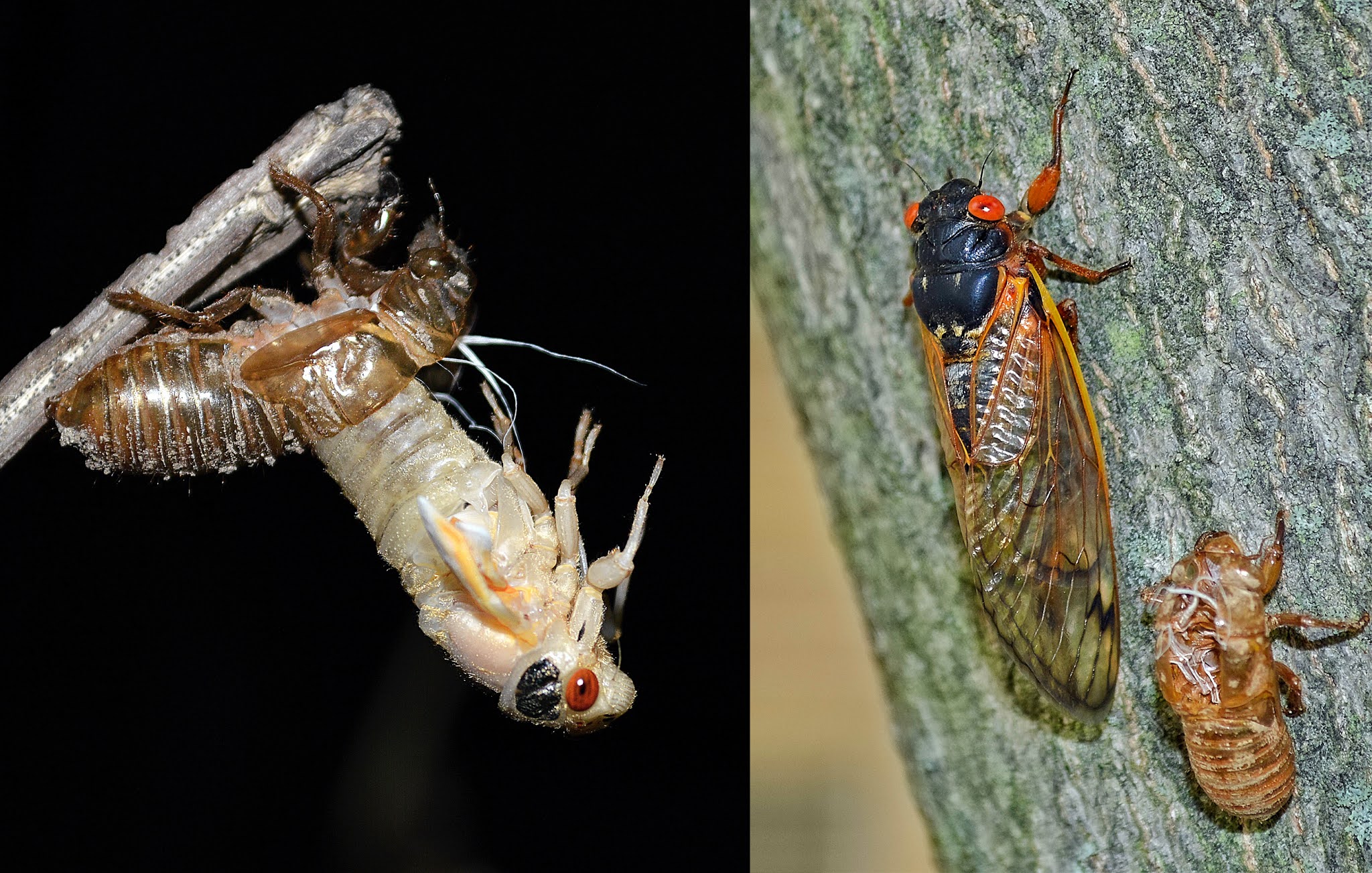 Cicada Emerging From Shell