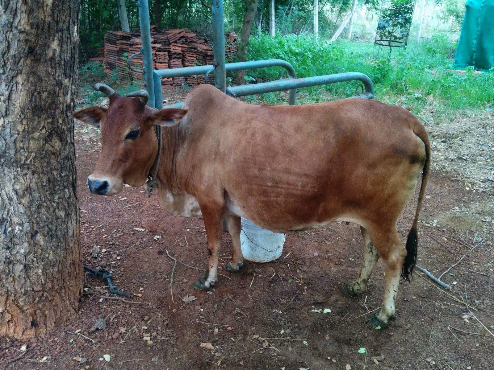 Tamil Nadu Cattle Breeds
