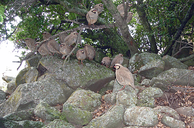 Camera Trap Codger: Partridges in a bush