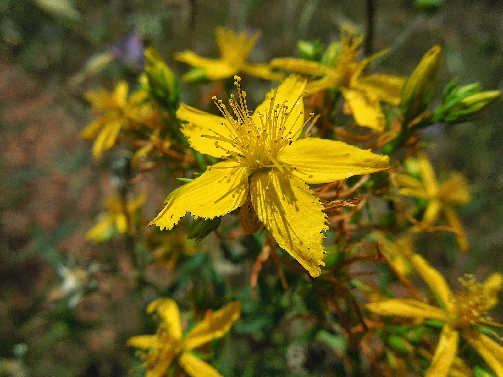 La mágica HIERBA DE SAN JUAN - BOTÀNIC SERRAT