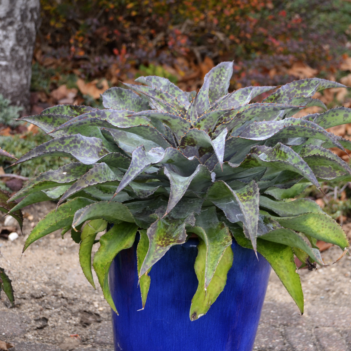 2018: the year of the mangave