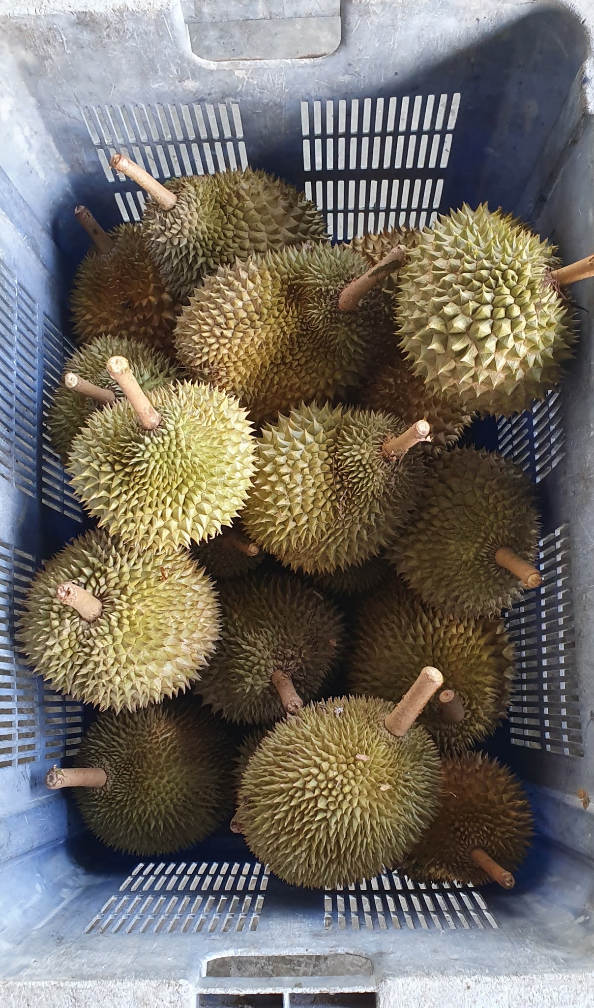 Warisan Petani: Pokok Durian D2