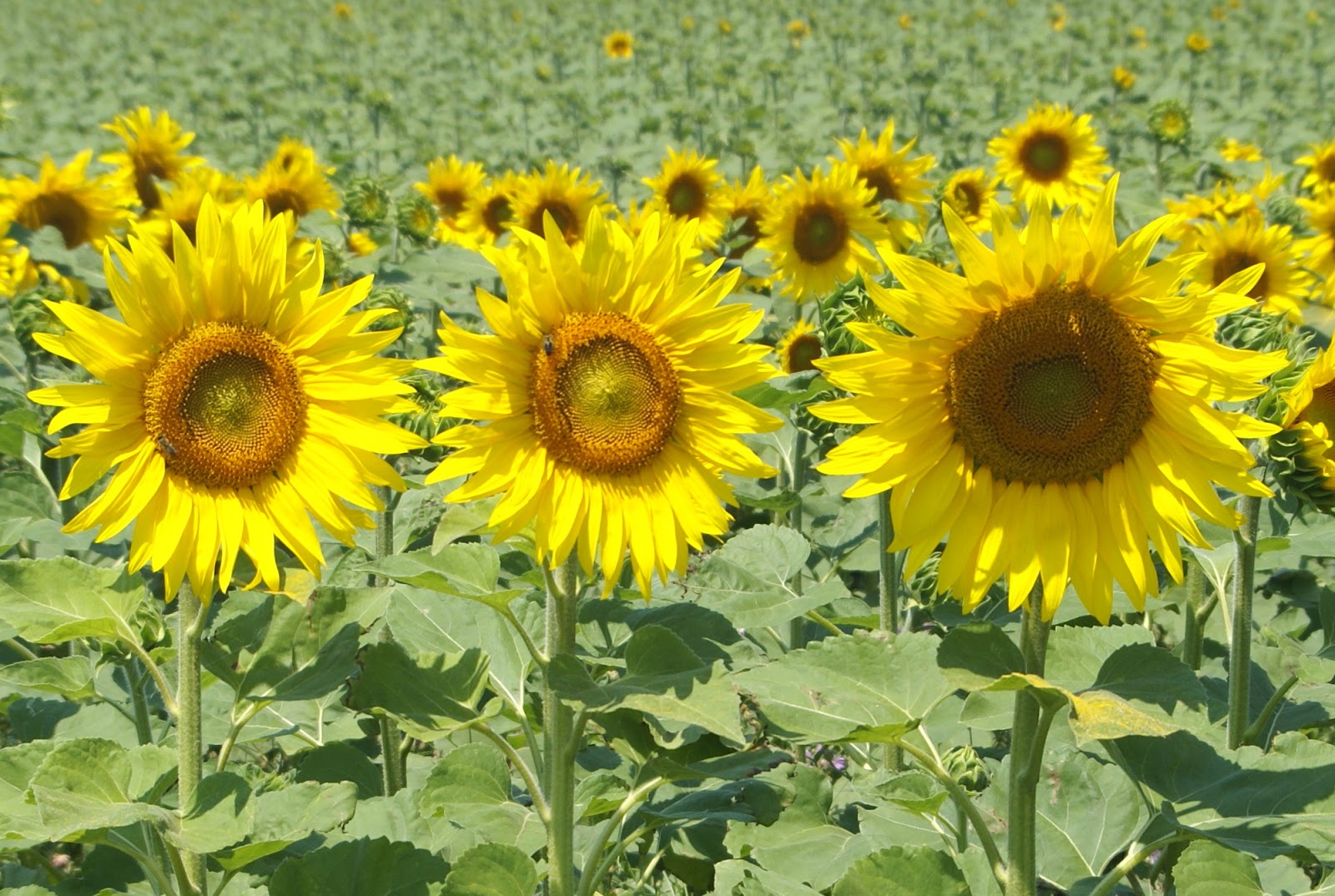 Readerbuzz: Iconic Paris*: Amazing Flowers