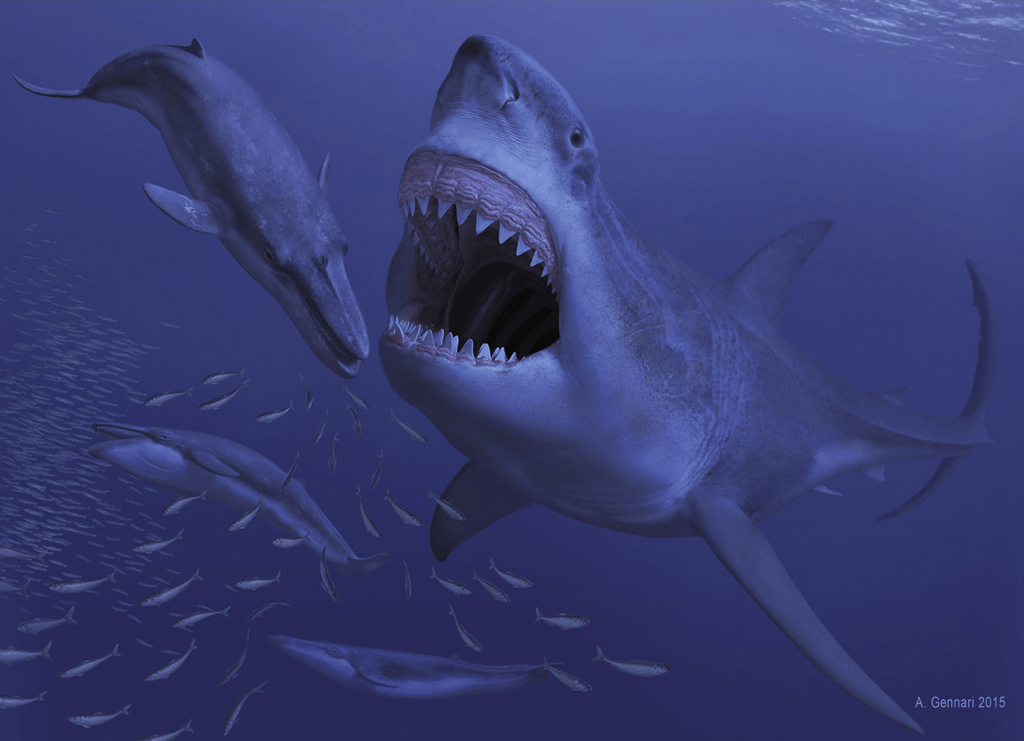 Ştiinţă pentru toţi: Otodus megalodon (Agassiz, 1835)
