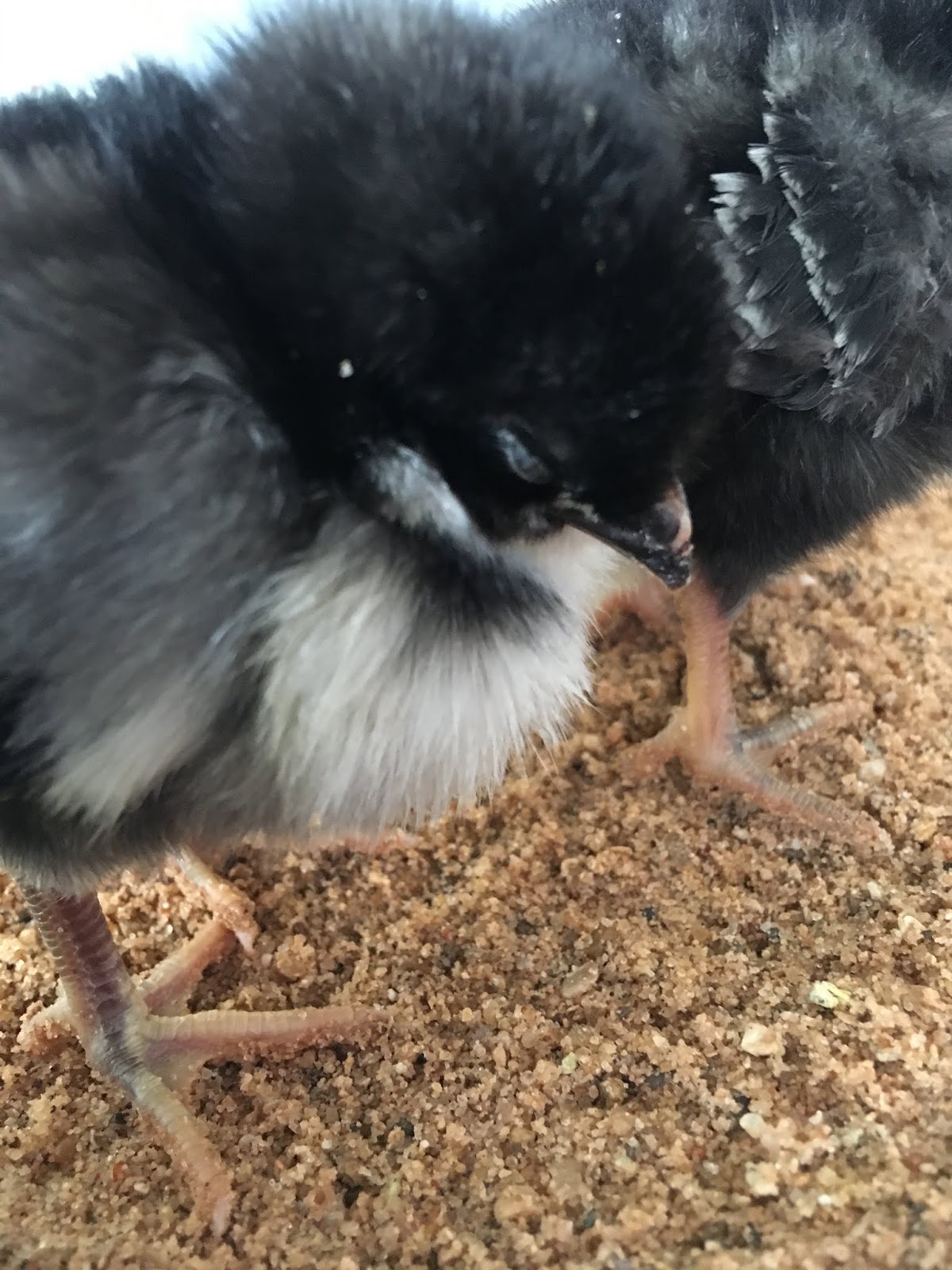 Bringing home our chickadees and a DIY brooder box