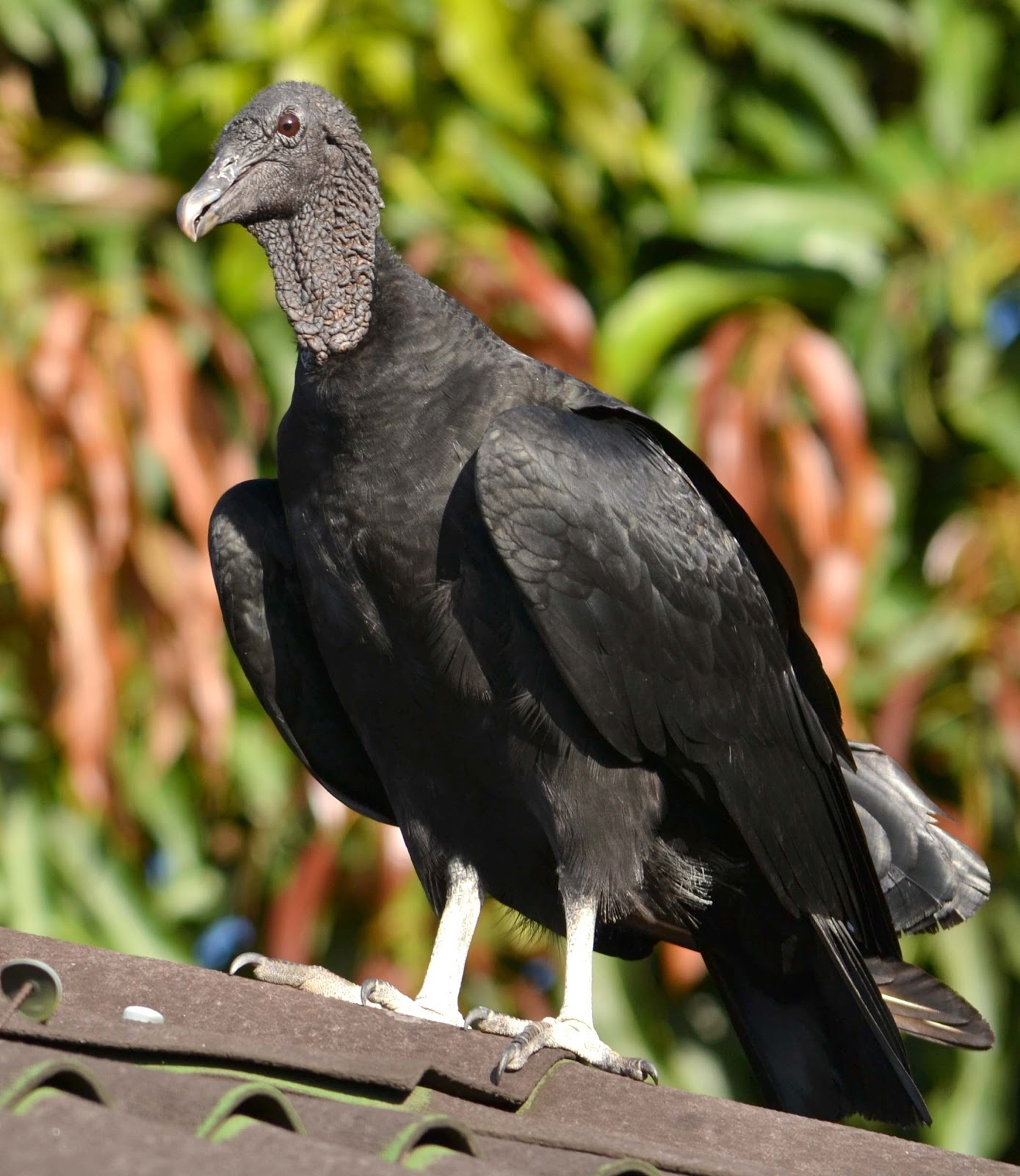 Aves de Jardín . Birds in our garden: diciembre 2012