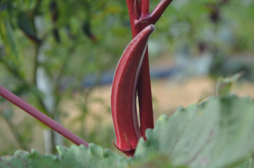 My little vegetable garden: red okra - bendi merah - red lady's finger