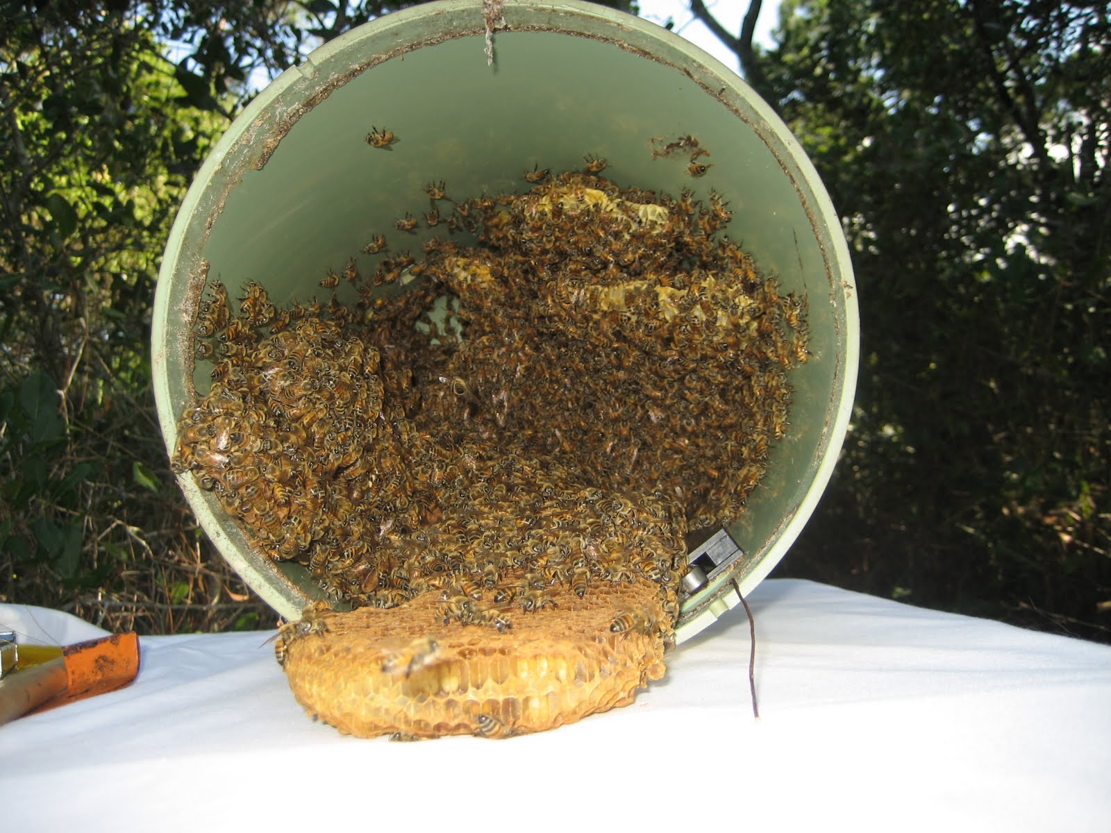 Wooden Bees: Bee removal from a cable junction box.