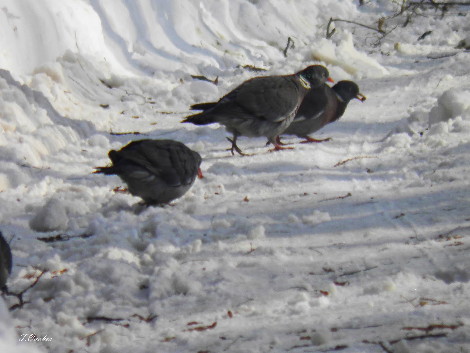 PASARI DIN ROMANIA: PORUMBEL SALBATIC GULERAT, Columba palumbus