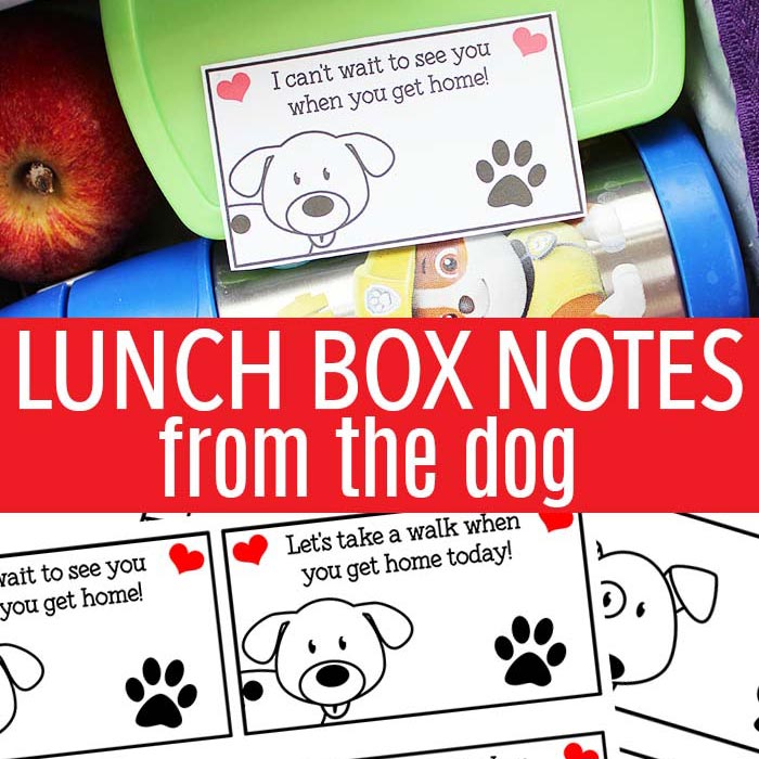 How to Make Back to School Easier for Pets | Sunny Day Family