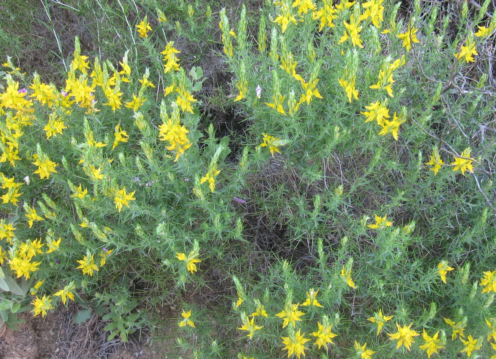 Cuaderno de campo: Aulaga (Genista hirsuta)