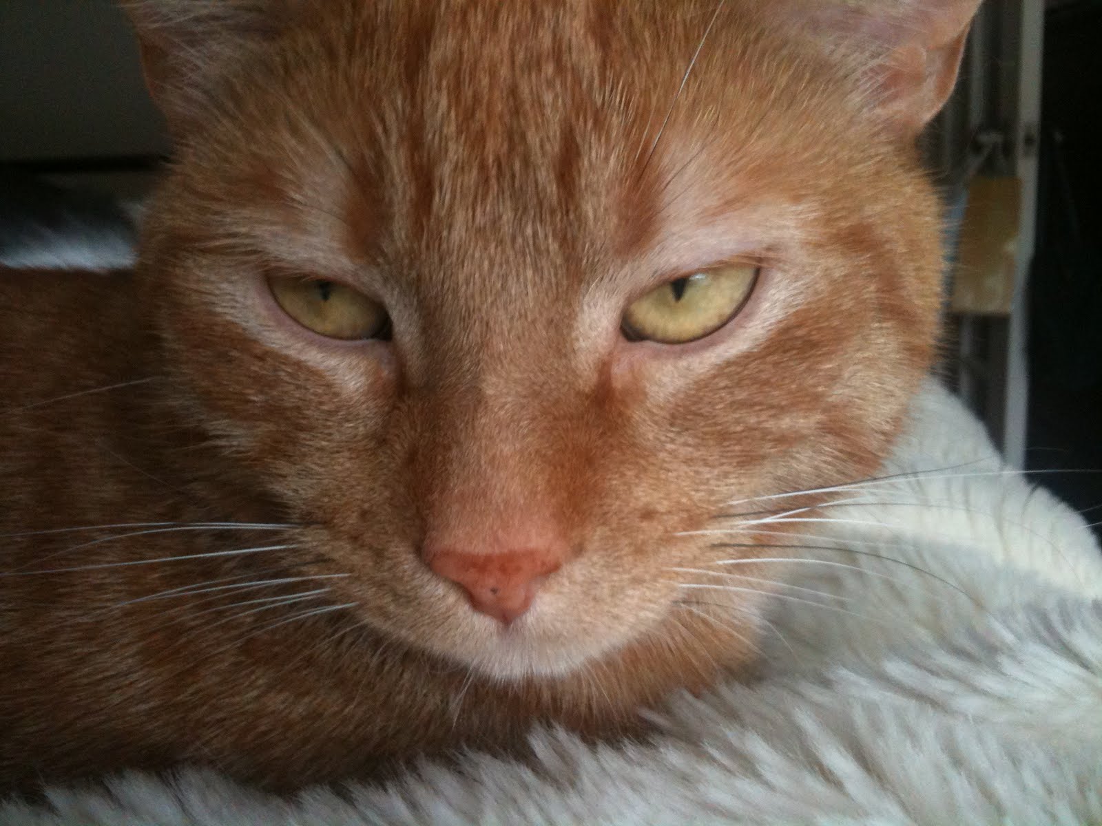 Do Ginger Cats Have Health Problems at Joan Byrd blog