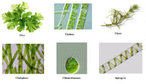 How do the Members of Chlorophyceae Reproduce? Methods of reproduction ...