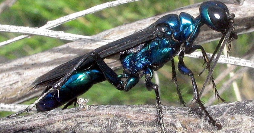 Variety of Life: Sphecidae