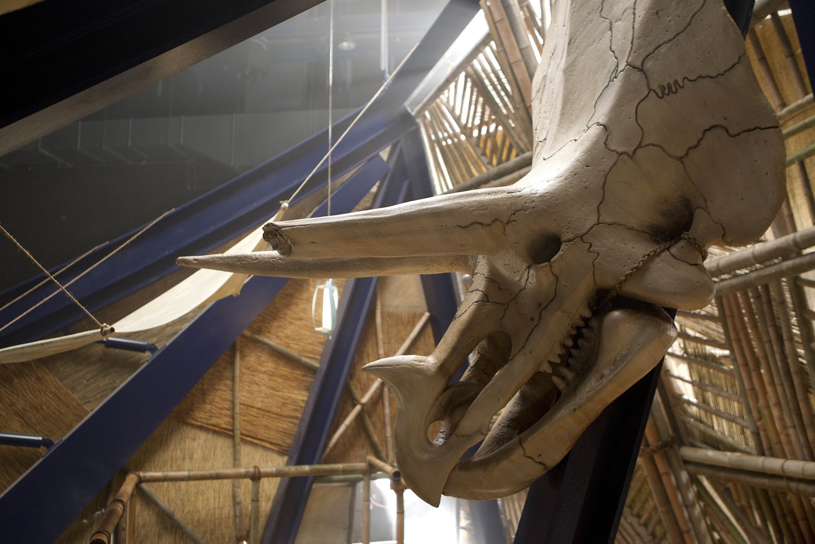 DVD News - Terra Nova Dinosaur Guide