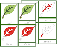 The Helpful Garden: Montessori Botany Primary Parts of Cards - Update!!!