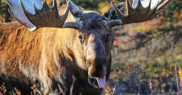 Coffee with the Hermit: Drunk Moose Law On Freaky Friday...!