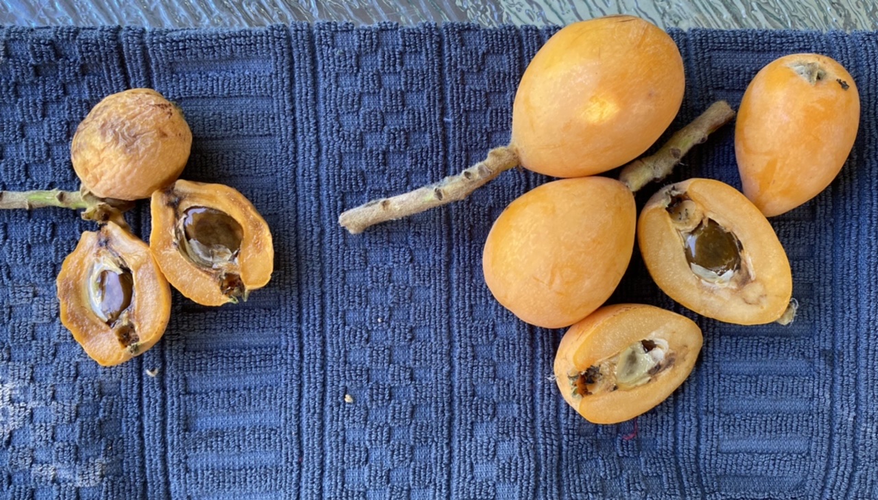 Gardening : Strawberry and Argelino loquats