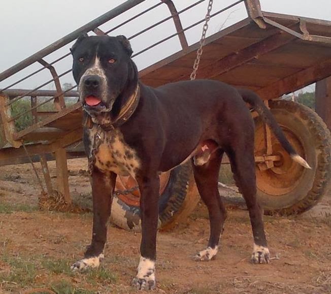 Indian Mastiff: Indian Mastiff Photos