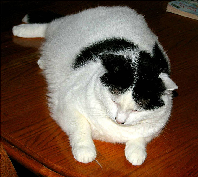 Well, Deal With It: Fat Pets are Abused Pets
