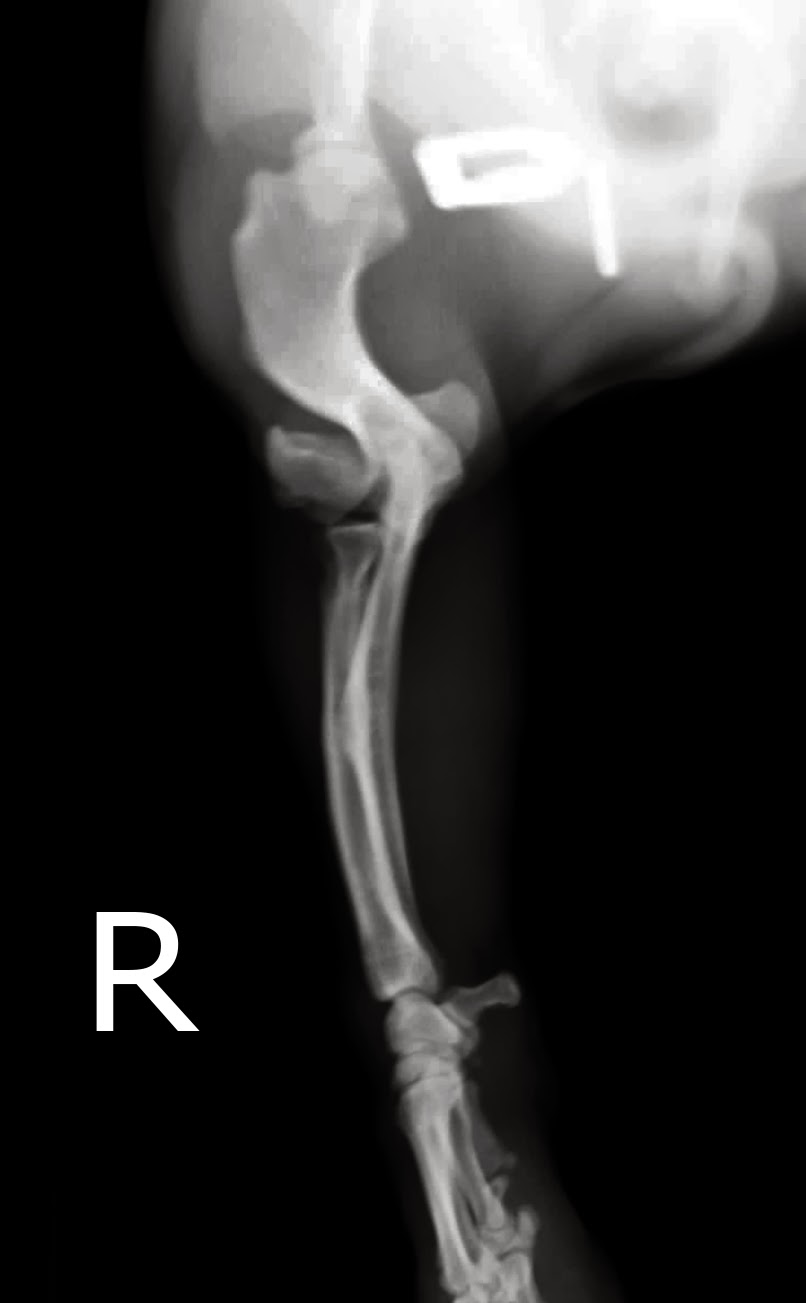 ARTROVET: Fractura de codo