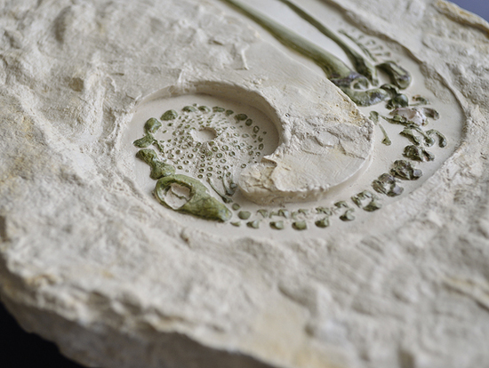 Visual Cloud: ANDREAS SCHEIGER. LETTER FOSSILS