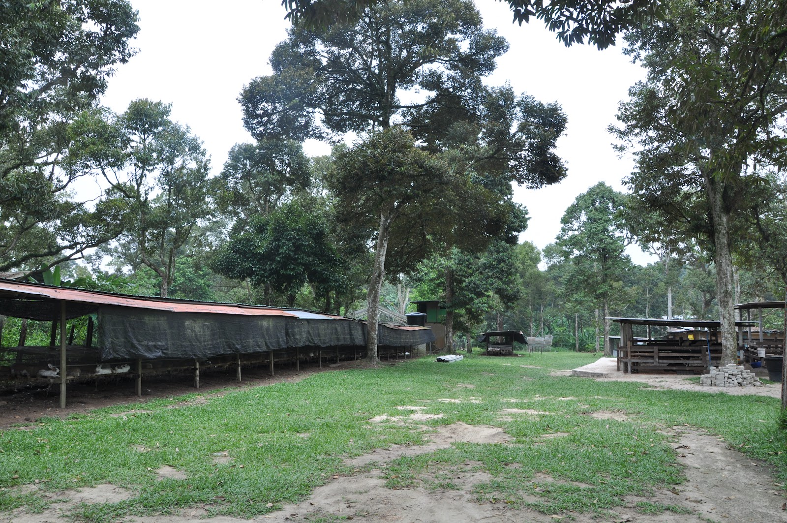 Sungai Siput Boy: Pekan Broga: Gigantic Monkey God at Sak dato Temple ...