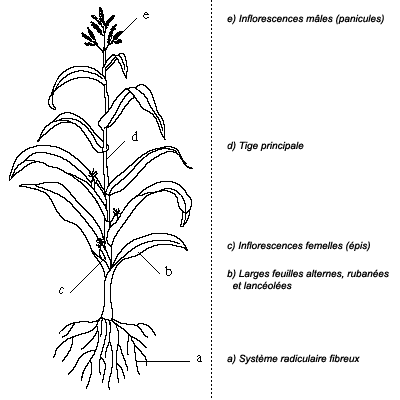 Agriculture et Alimentation Citoyennes du Neubourg: Le maïs, une ...