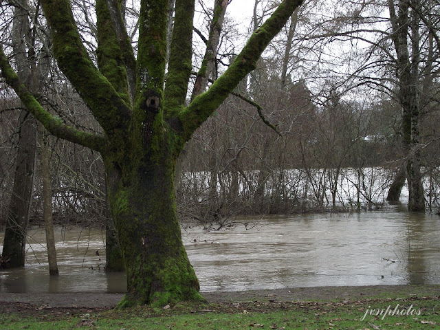 Photos by Jan: Island Park-Springfield, Oregon