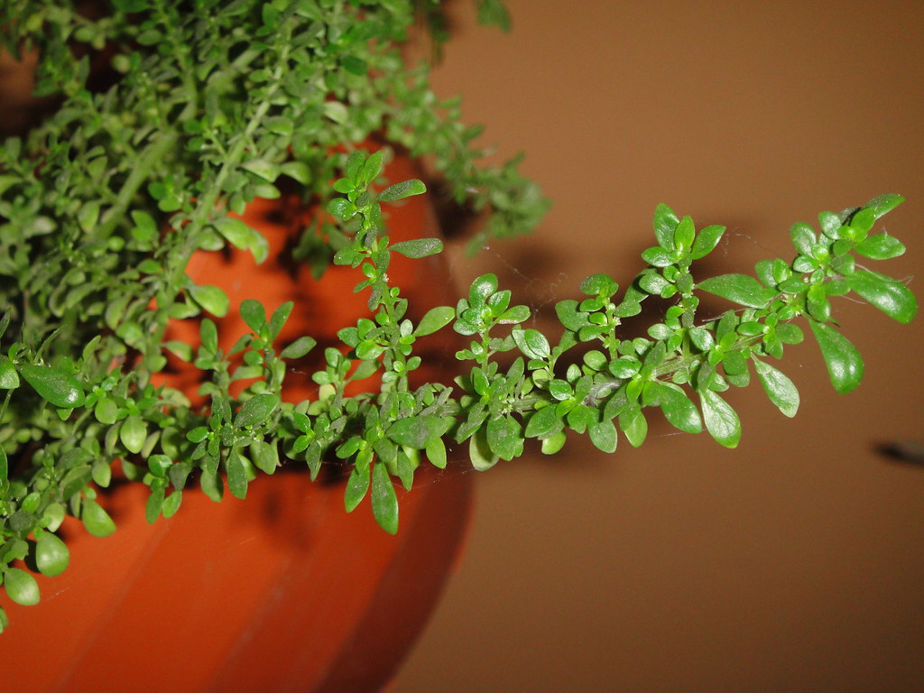 Pilea microphylla - Artillery plant care and culture | Travaldo's blog