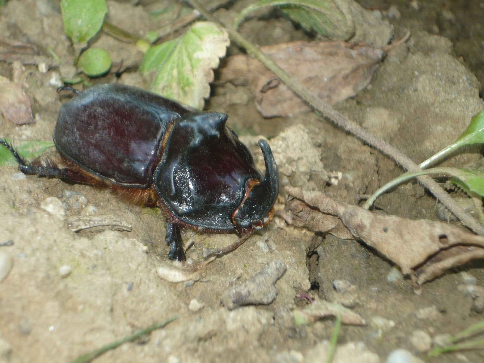 Filozofia grădinaritului: Colaj floral cu… gândac rinocer