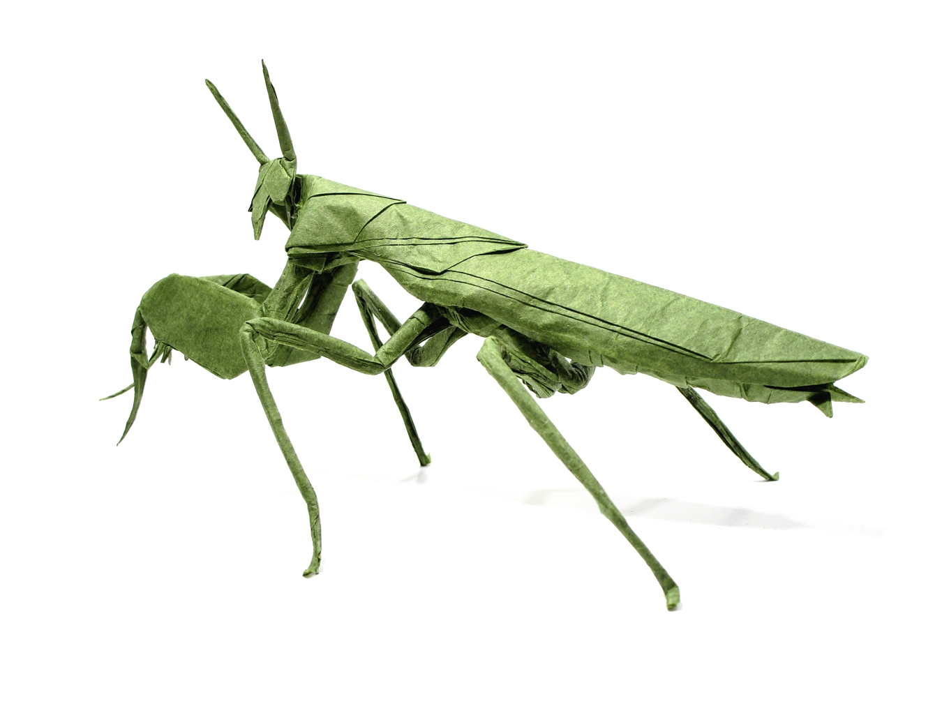 Mariano-Mi mundo el Origami: Boxer Mantis