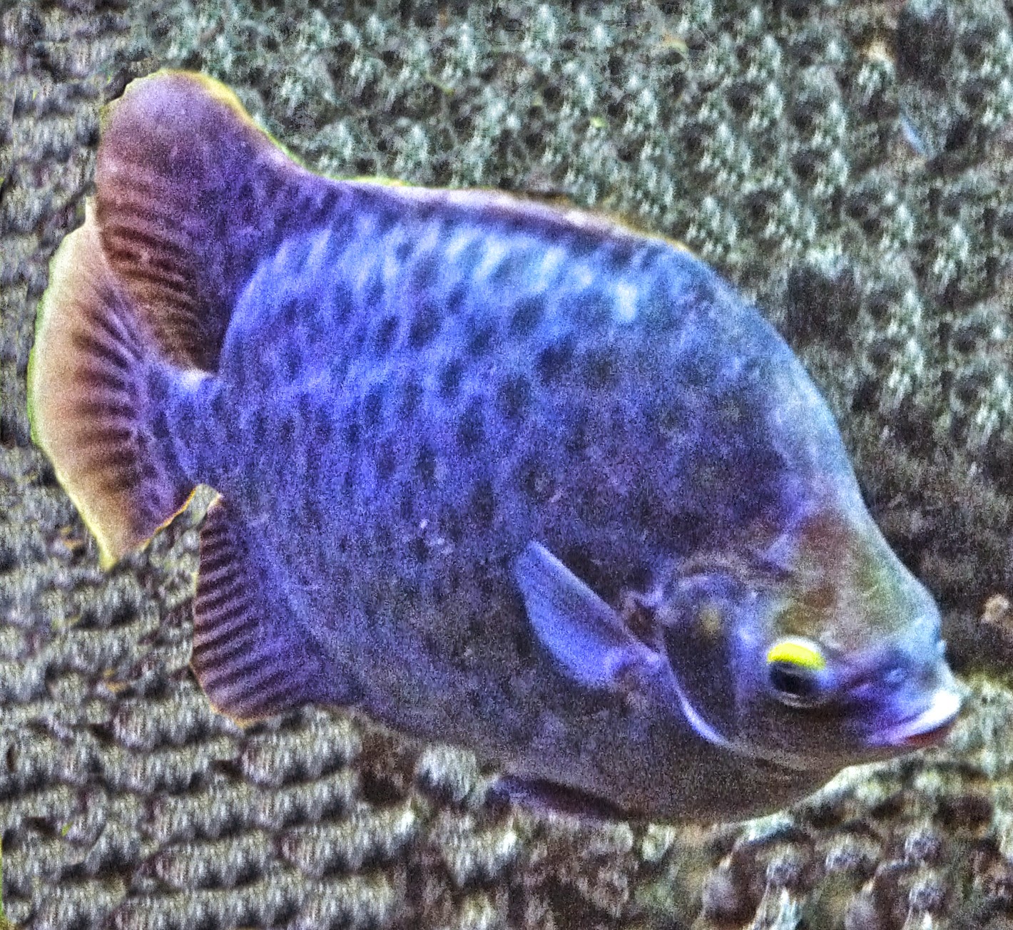 SCAT FISH photos - wallpapers | the fun bank