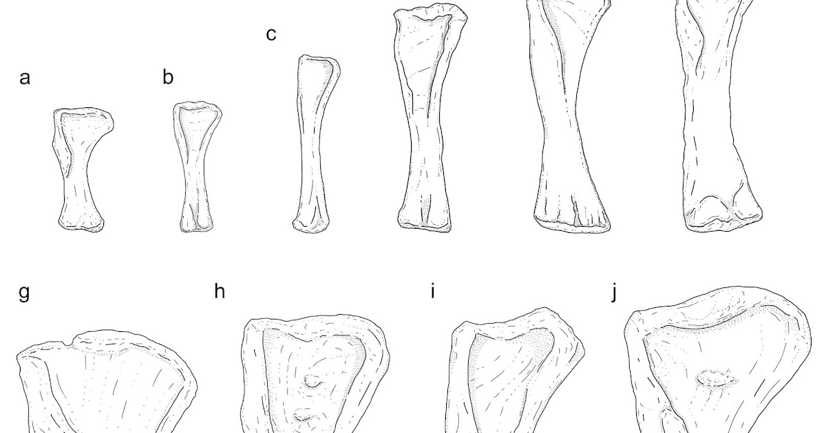 Equatorial Minnesota: Your Friends The Titanosaurs, part 18 ...