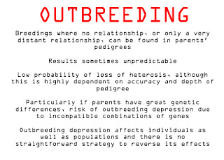 Adventures in Smallholding: The In(breeding)s and Out(breeding)s of ...