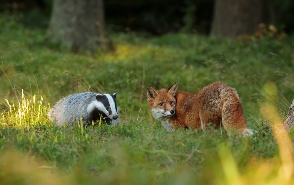 SS15 wildlife watching: My Red Fox and Badger library