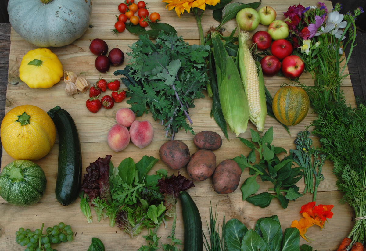 Assistant Grower position for 2020 - Scilly Organics