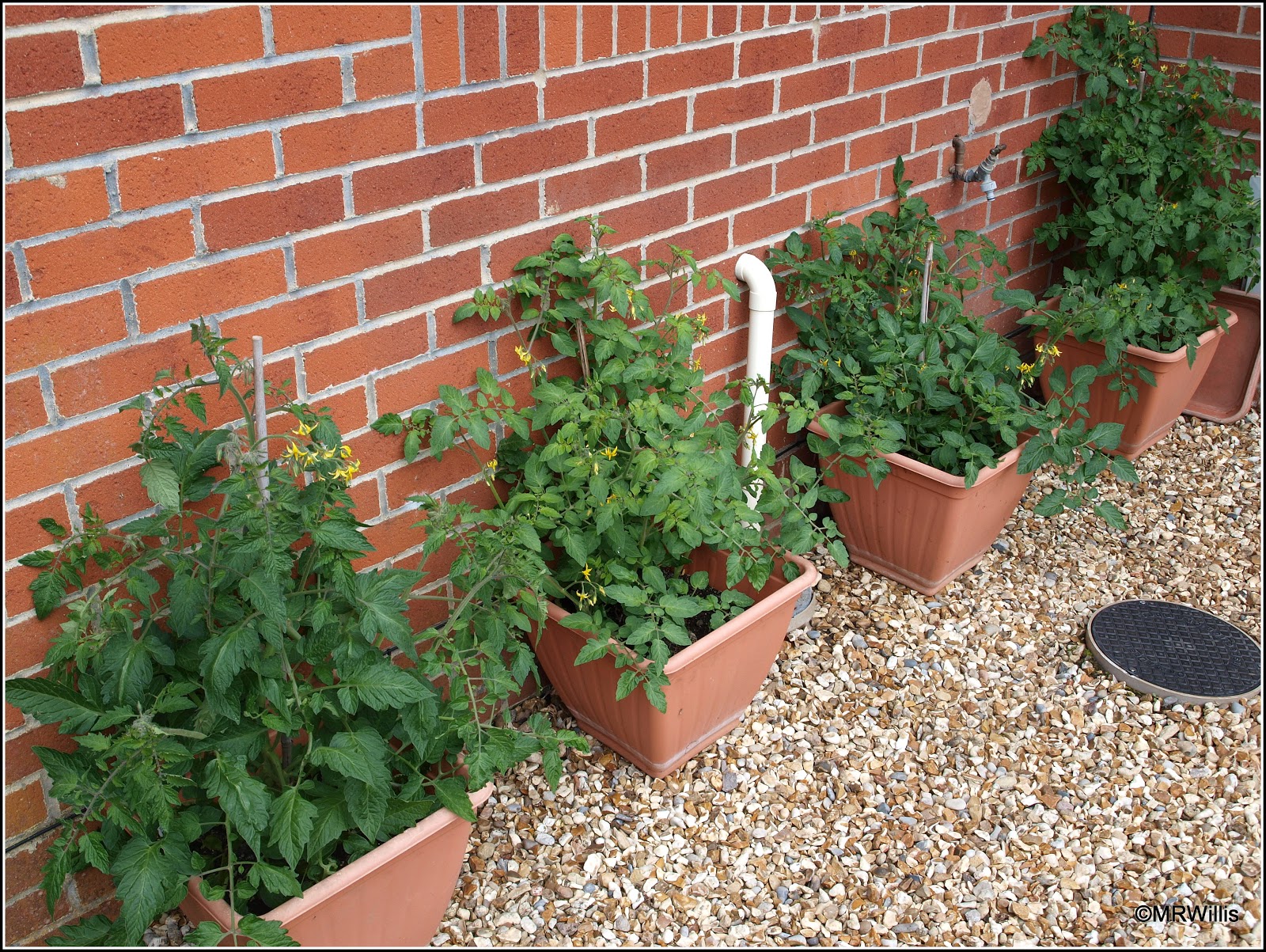 Mark's Veg Plot: Late-planted tomatoes