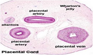 Bubidan Online: STRUKTUR, FUNGSI, DAN SIRKULASI TALI PUSAT