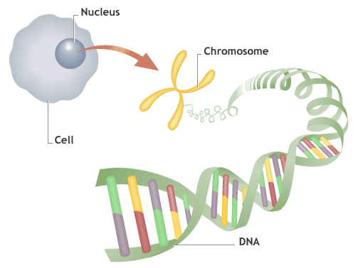 My Science Zone: DNA, Genes, and Heredity