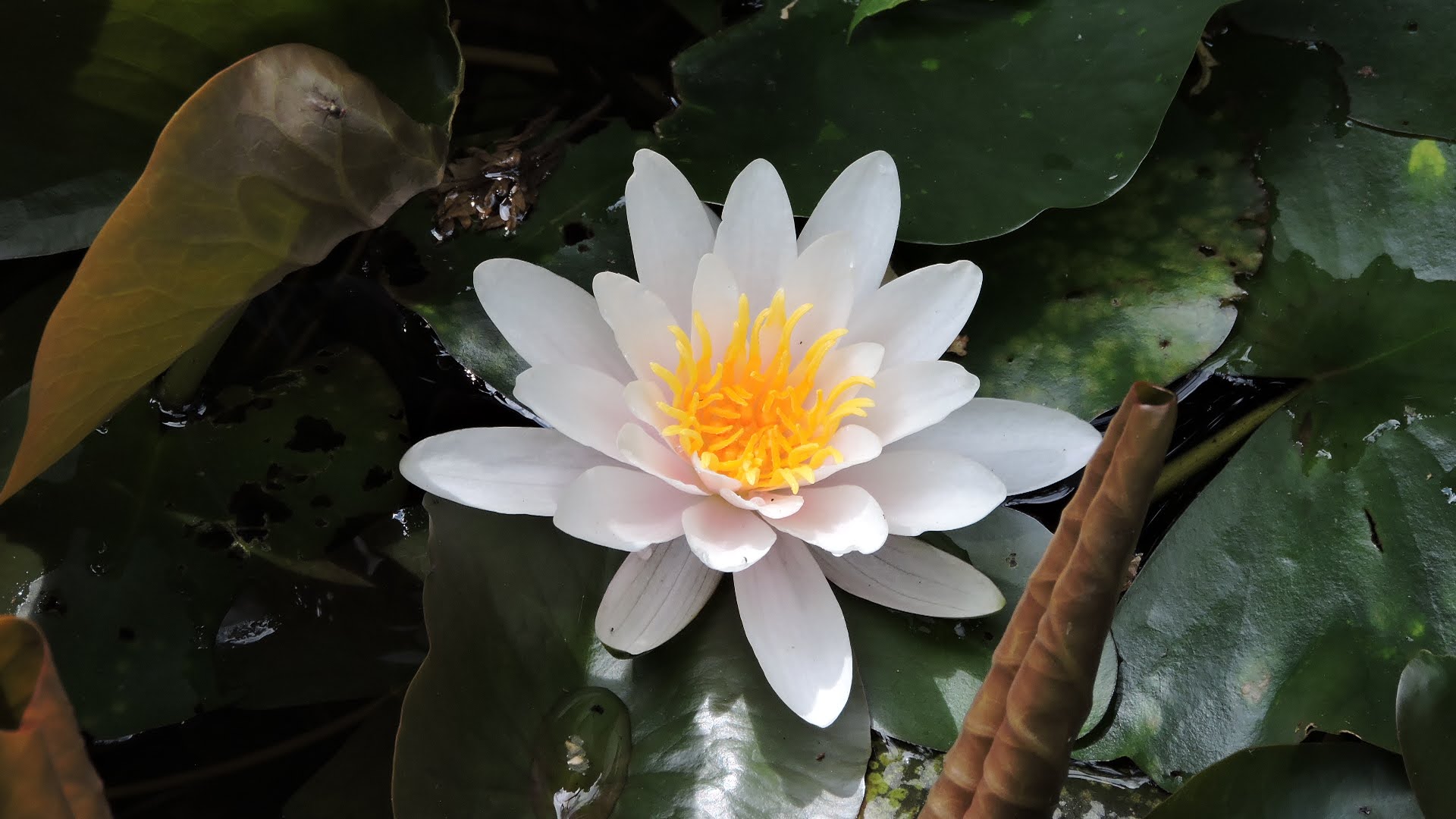 Carnet naturaliste: Nymphéa