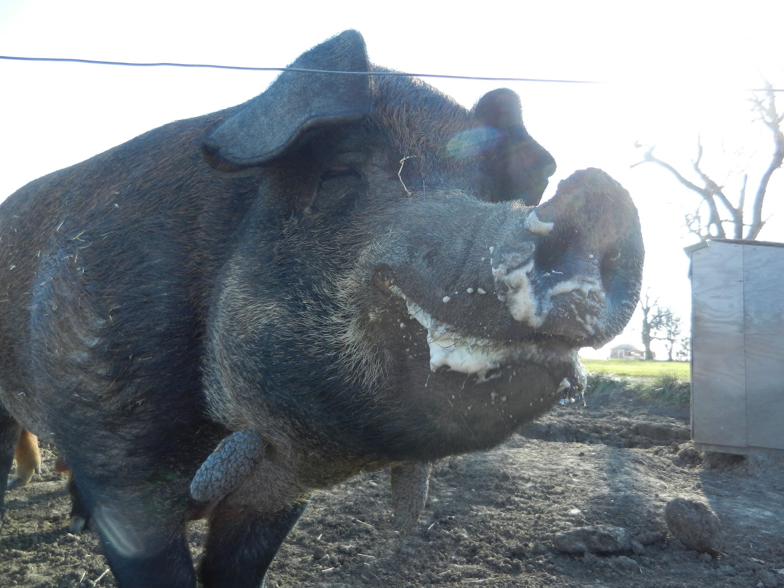 The Midlife Farmwife: Revolving Pigs