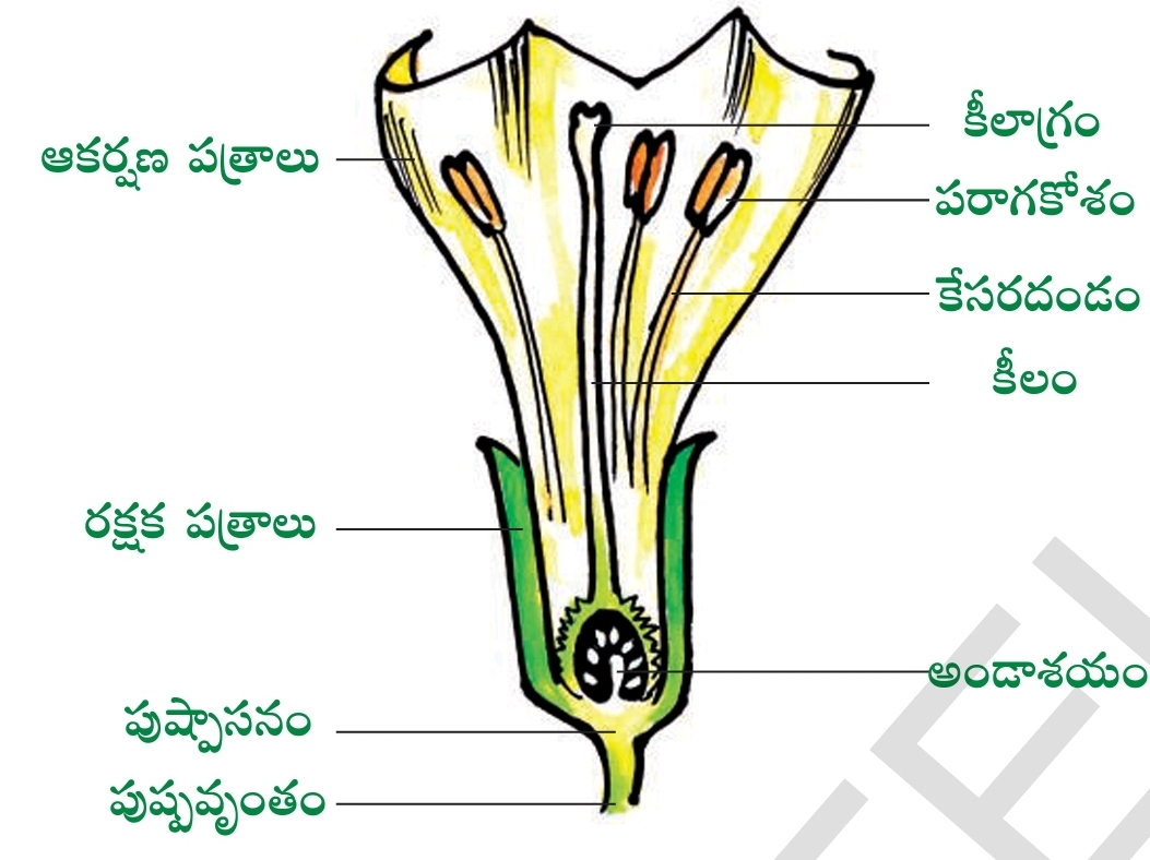 Reproduction system in plants