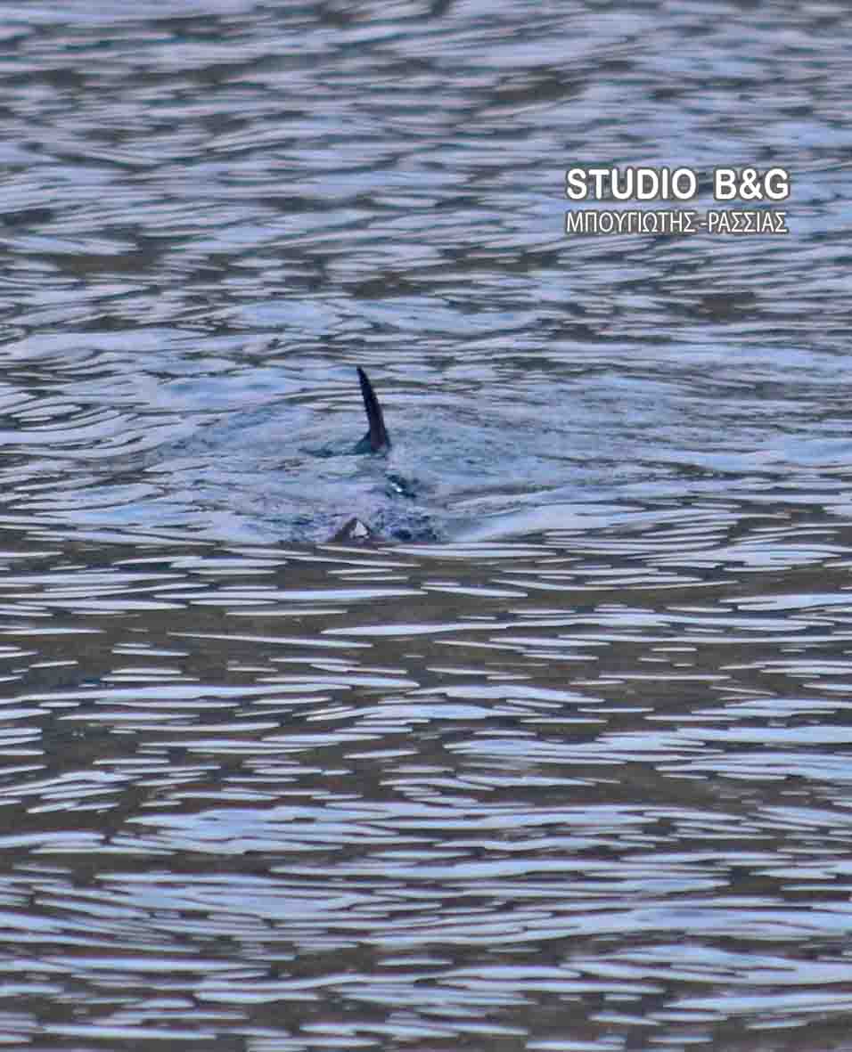 Αργολικός Ποιμήν: ΝΑΥΠΛΙΟ- ΣΚΥΛΟΨΑΡΟ ΣΤΗΝ ΠΑΡΑΛΙΑ ΤΗΣ ΚΑΡΑΘΩΝΑΣ